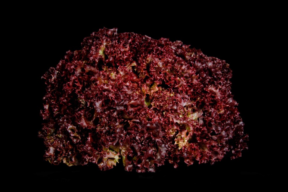 Compra Lechugas y Ensaladas de Temporada | FrutasNieves